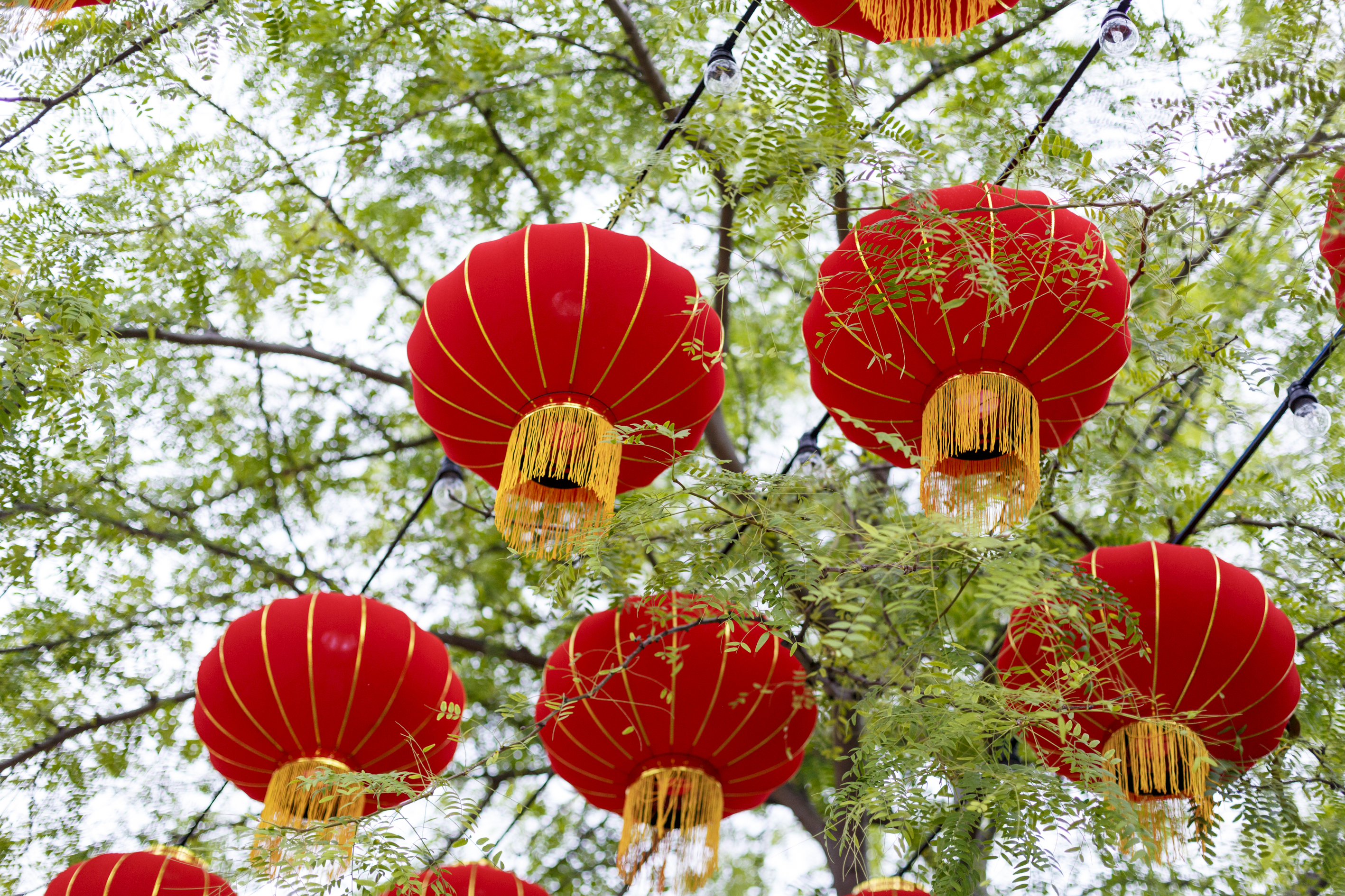 Lunar New Year Lantern | Visit Perth