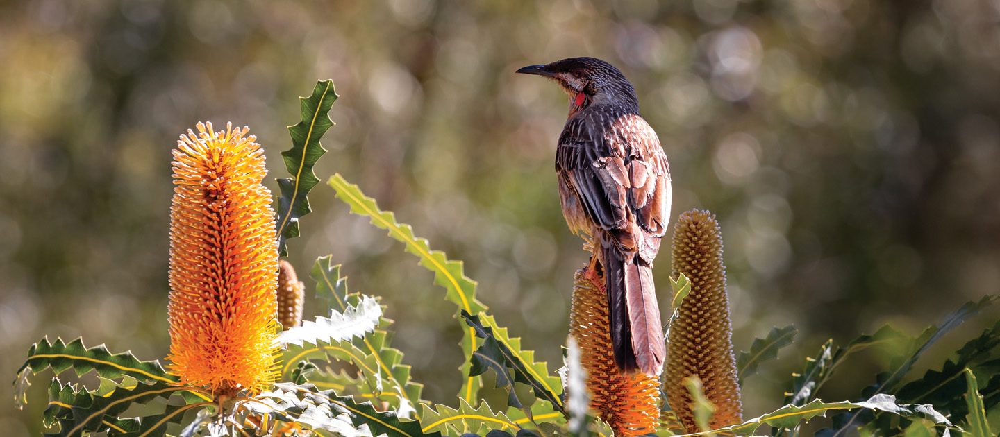 Noongar Six Seasons | Birak | Visit Perth
