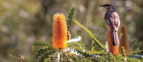 Noongar Six Seasons | Colours of Kambarang | Visit Perth