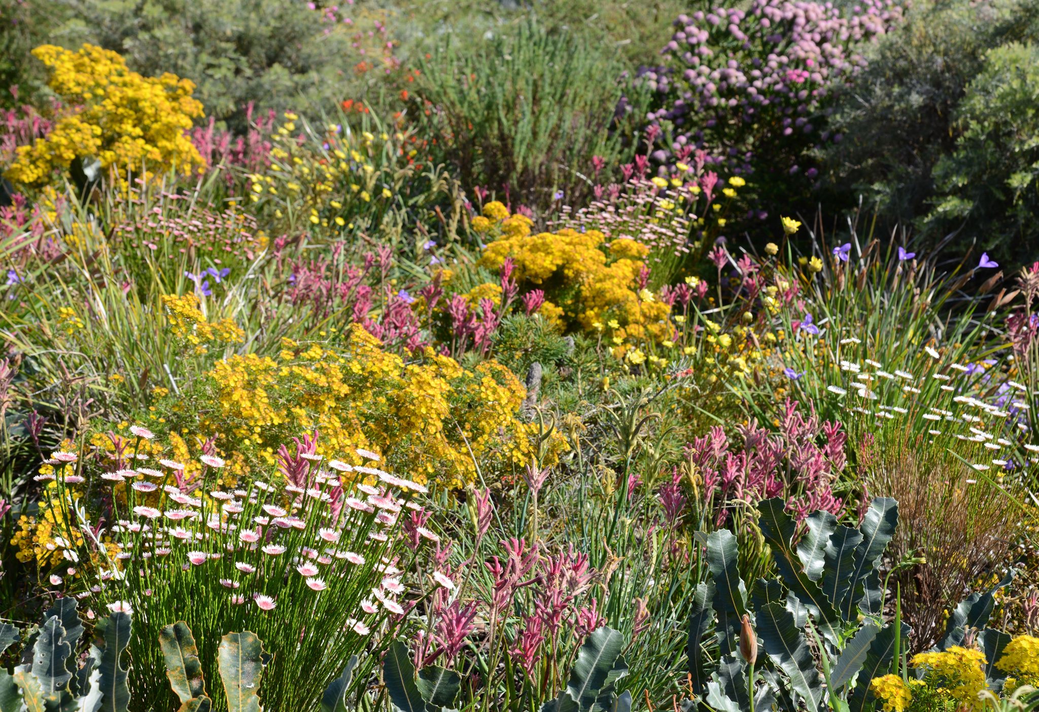 flower seedlings perth